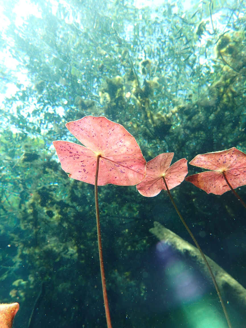 日本人ガイドのセノーテダイビングショップ｜Dive Club MaruMar（ダイブクラブ まーるまーる）｜メキシコのプラヤデルカルメンで ...