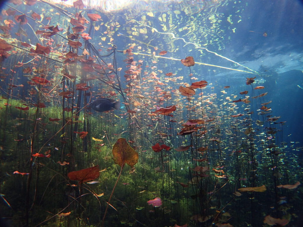 ショップ紹介 - 日本人ガイドのセノーテダイビングショップ｜Dive Club MaruMar（ダイブクラブ まーるまーる）｜メキシコのプラヤ ...