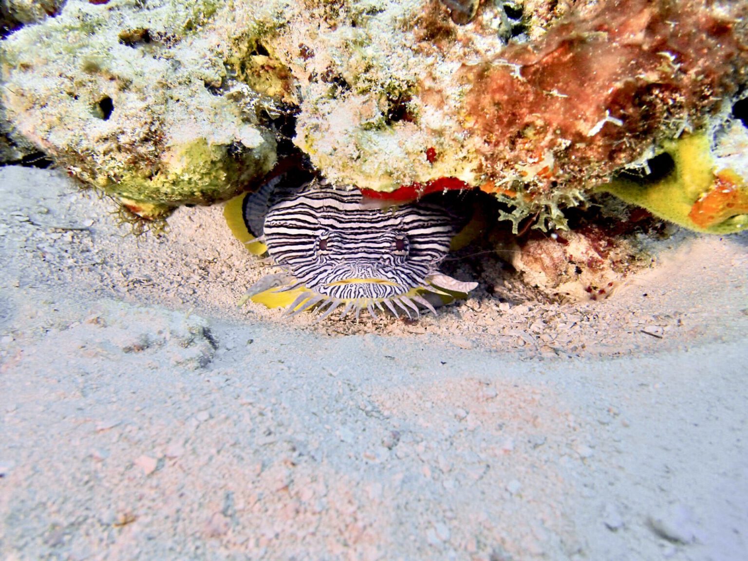 日本人ガイドのセノーテダイビングショップ｜Dive Club MaruMar（ダイブクラブ まーるまーる）｜メキシコのプラヤデルカルメンで ...