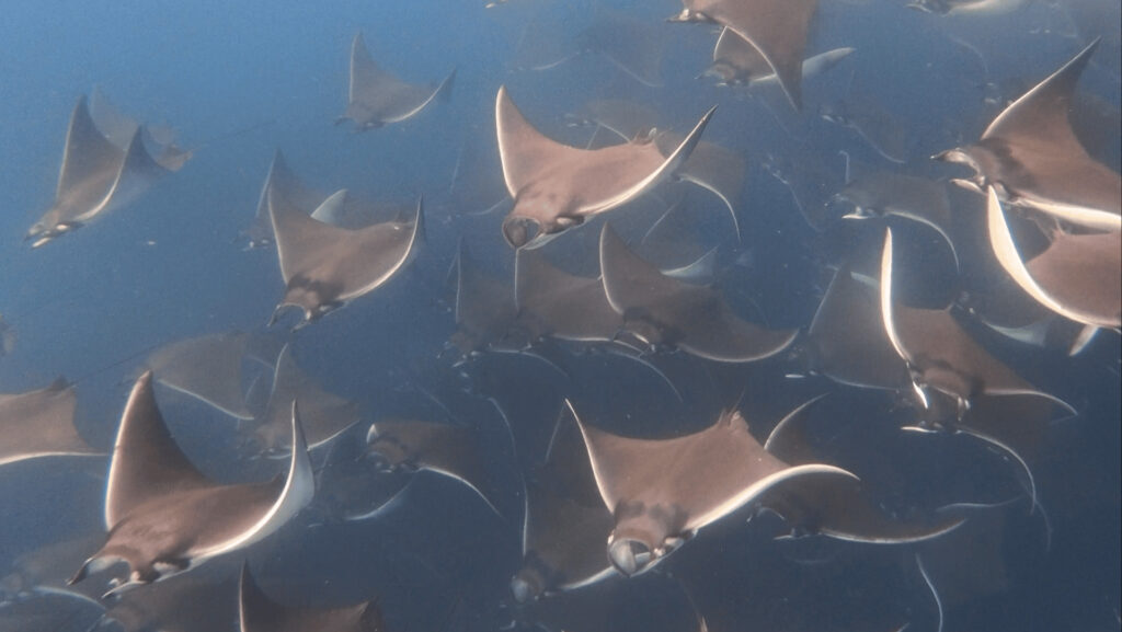 予約受付中！モブラの大群と泳ぎたいツアー2024！！ - 日本人ガイドのセノーテダイビングショップ｜Dive Club MaruMar（ダイブ ...