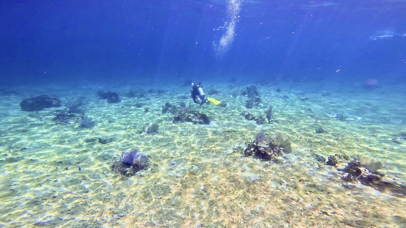 新スポット発見！ロケーション、海、ランチ最高の新地開拓調査ダイビング！ - 日本人ガイドのセノーテダイビングショップ｜Dive Club ...